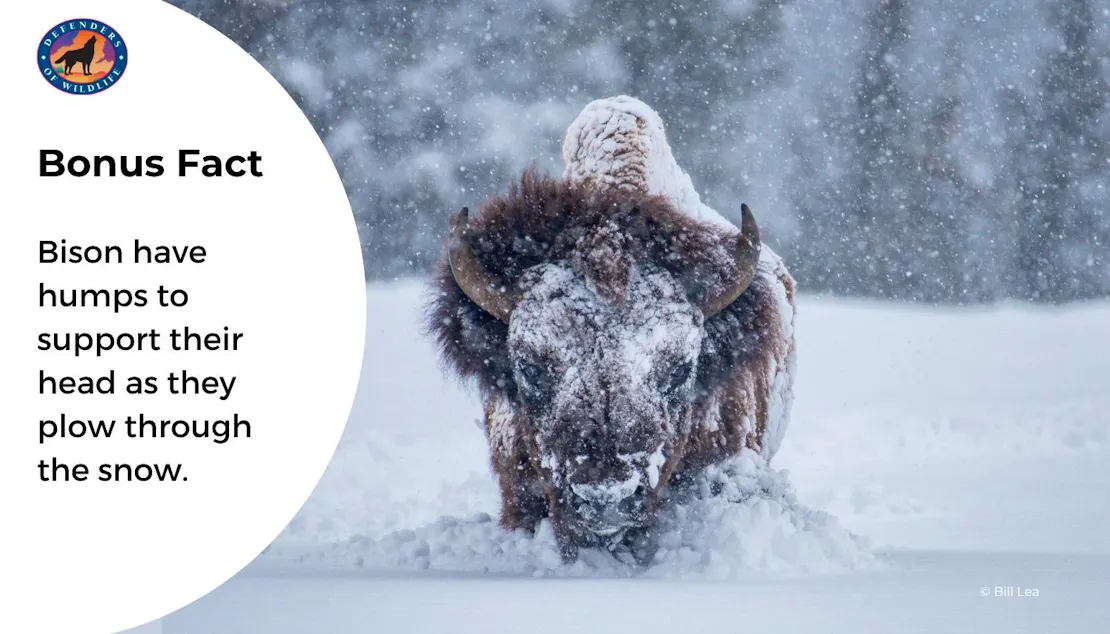 Did You Know this About American Bison? | Defenders of Wildlife